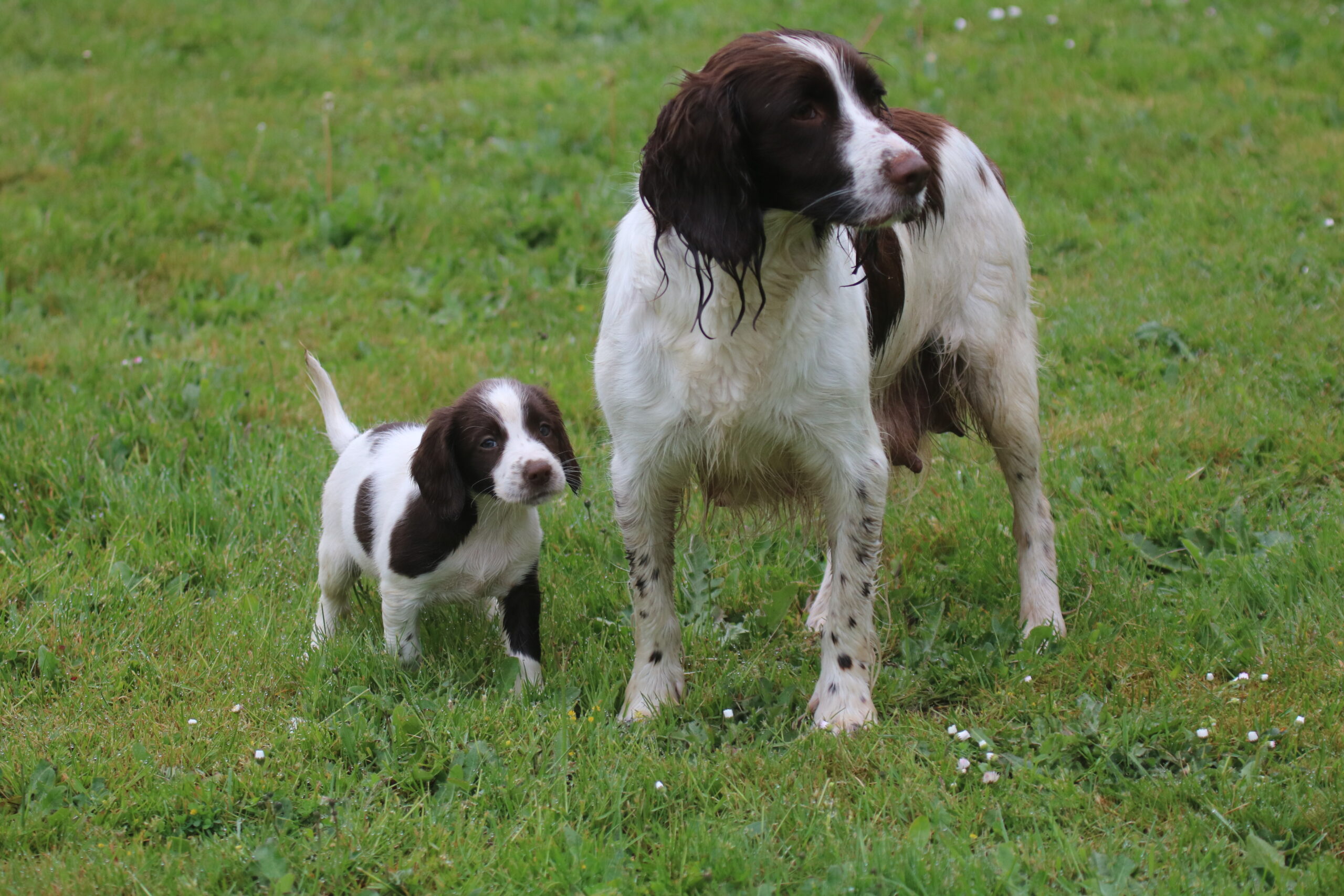Engelsk Springer Spaniel – Lundshøjgaard